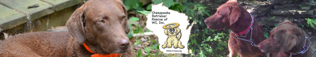 Chesapeake Retriever Rescue of Wisconsin (Chessie Rescue of WI)